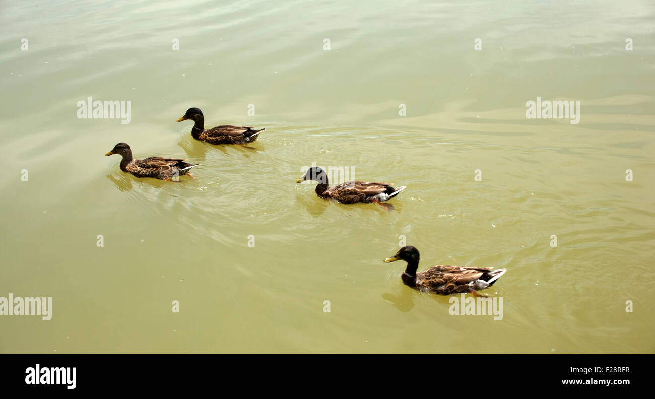 Photo of a ducks on water Stock Photo - Alamy