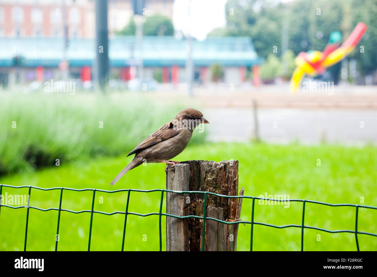 What is a sparrow hi-res stock photography and images - Alamy
