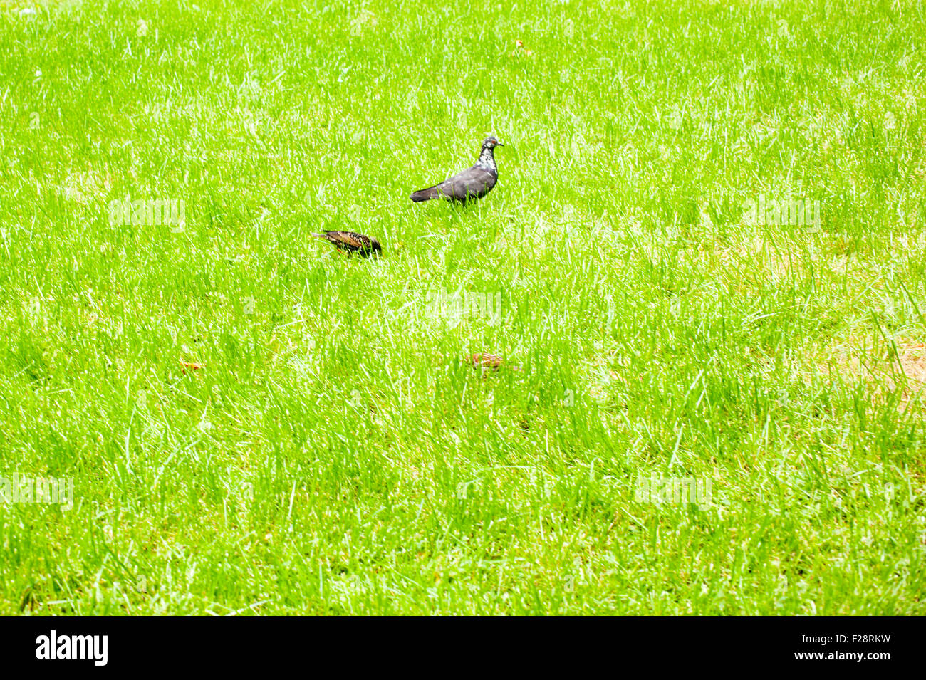 Green sparrow hi-res stock photography and images - Alamy