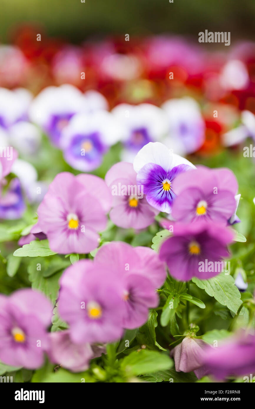 Beautiful violet flowers Stock Photo - Alamy