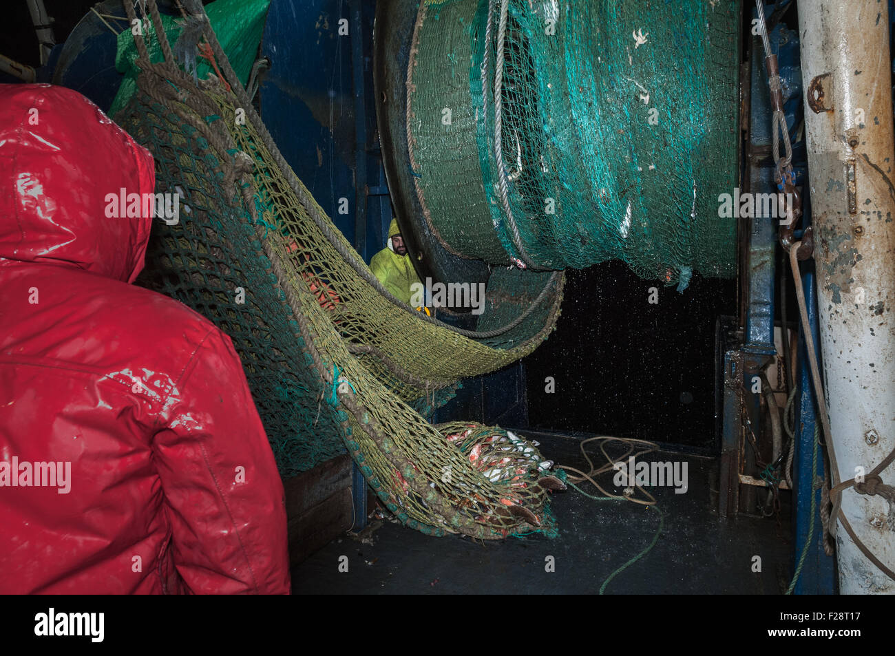 Hauling in dragger net filled with haddock, pollock, dogfish and ...