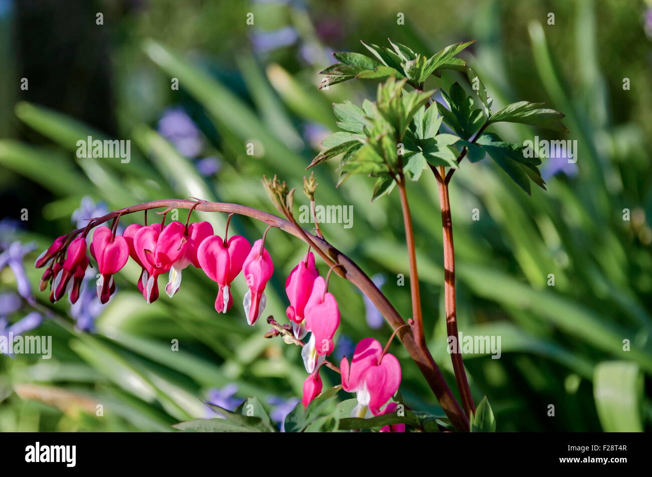 Venus's car, bleeding heart, or lyre flower (Lamprocapnos spectabilis ...