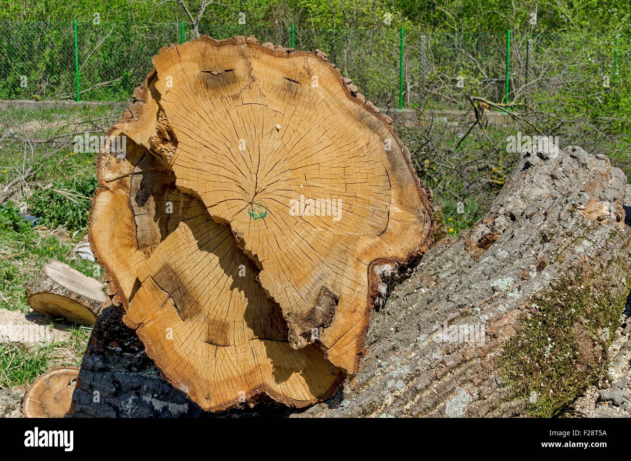 Slit wood trunk, Zavet town, Bulgaria Stock Photo - Alamy