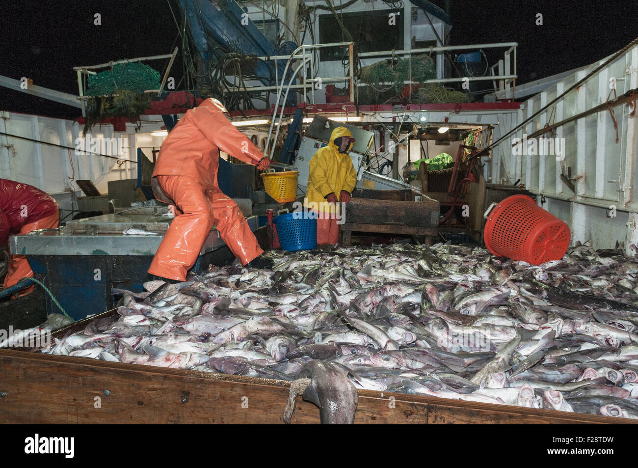 Sorting catch of haddock, scrod, pollock and dogfish on deck of ...