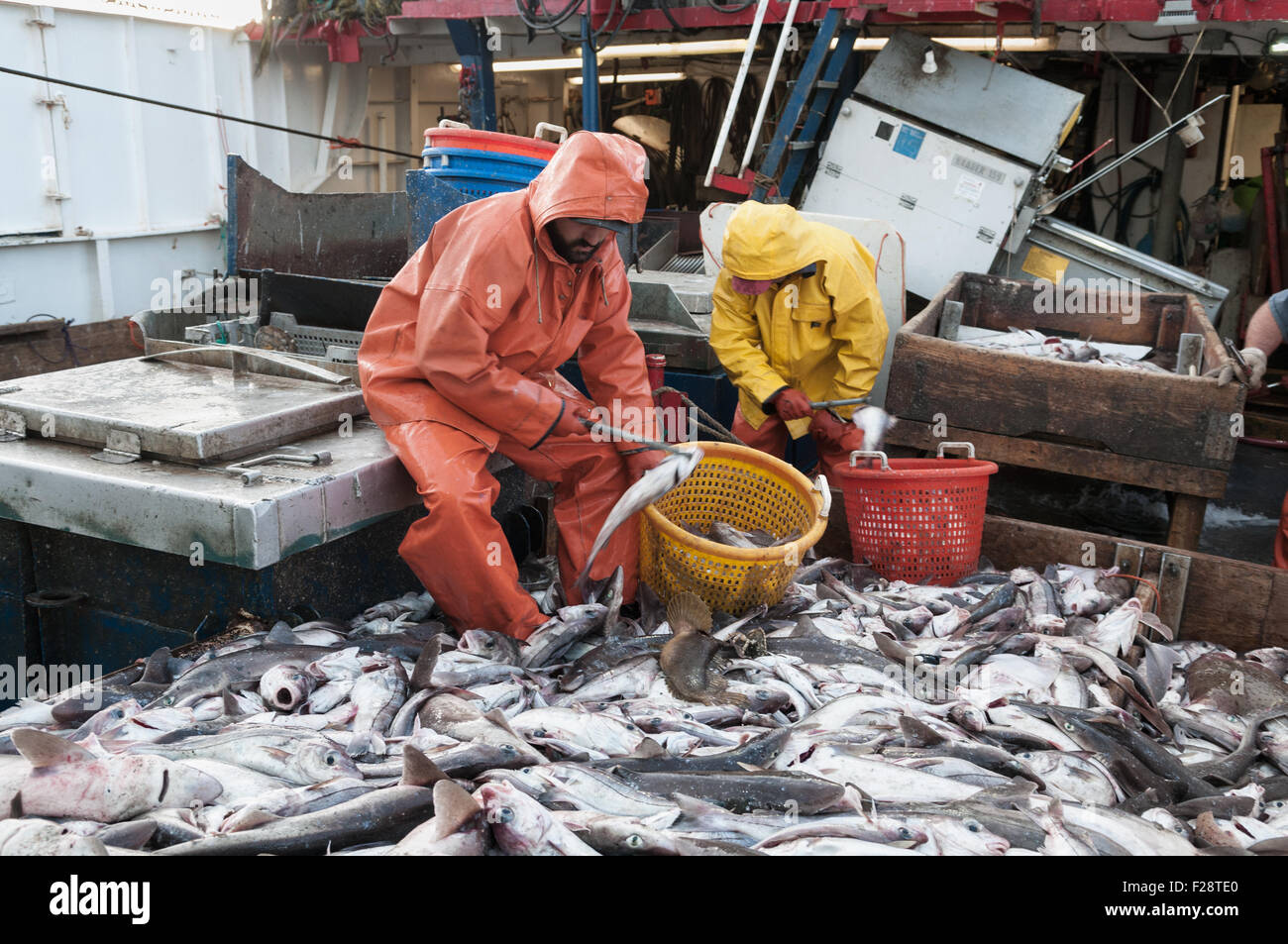 Bottom trawler catch hi-res stock photography and images - Alamy