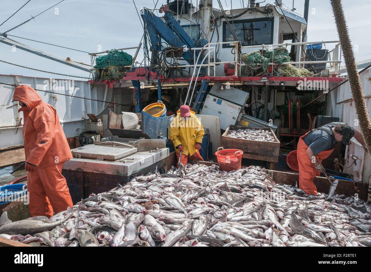 Sorting catch of haddock, scrod, pollock and dogfish on deck of ...