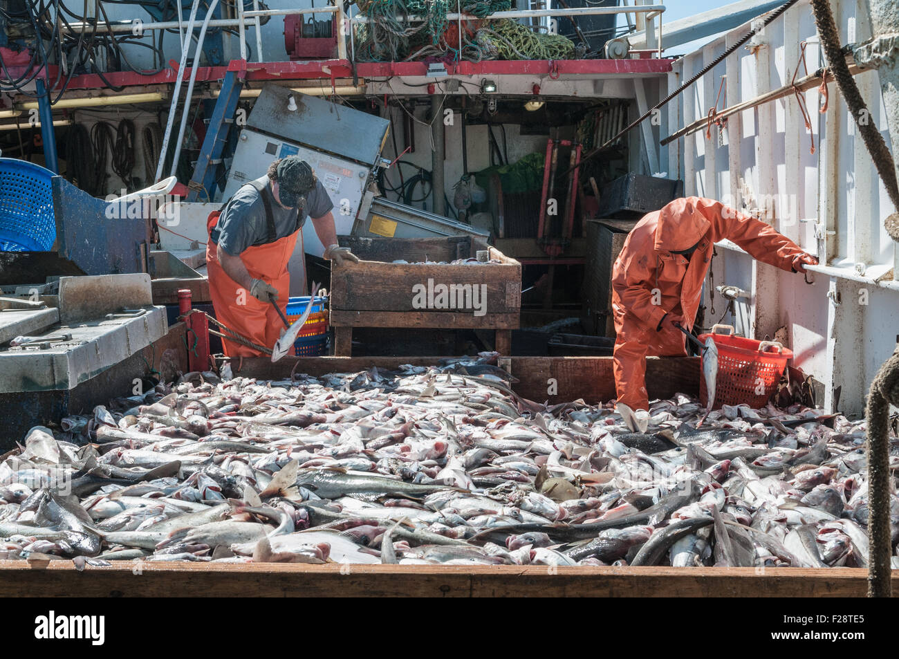 Sorting catch of haddock, scrod, pollock and dogfish on deck of ...