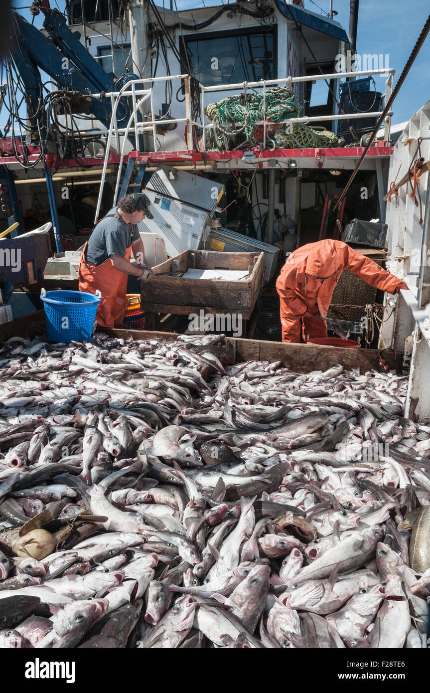 Bottom trawler catch hi-res stock photography and images - Alamy