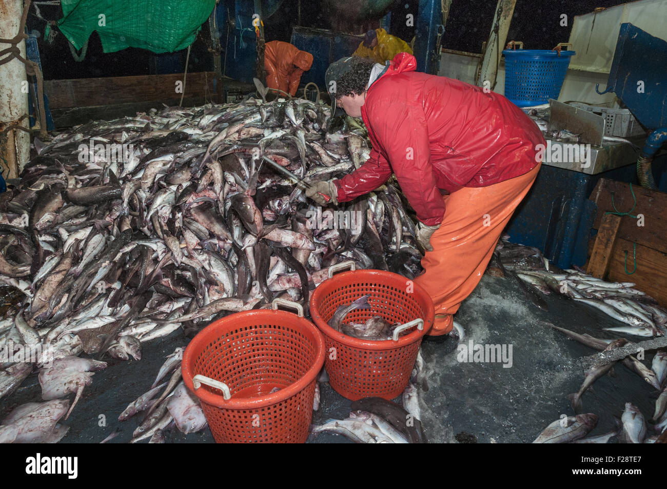 Pollock fish trawler hi-res stock photography and images - Alamy