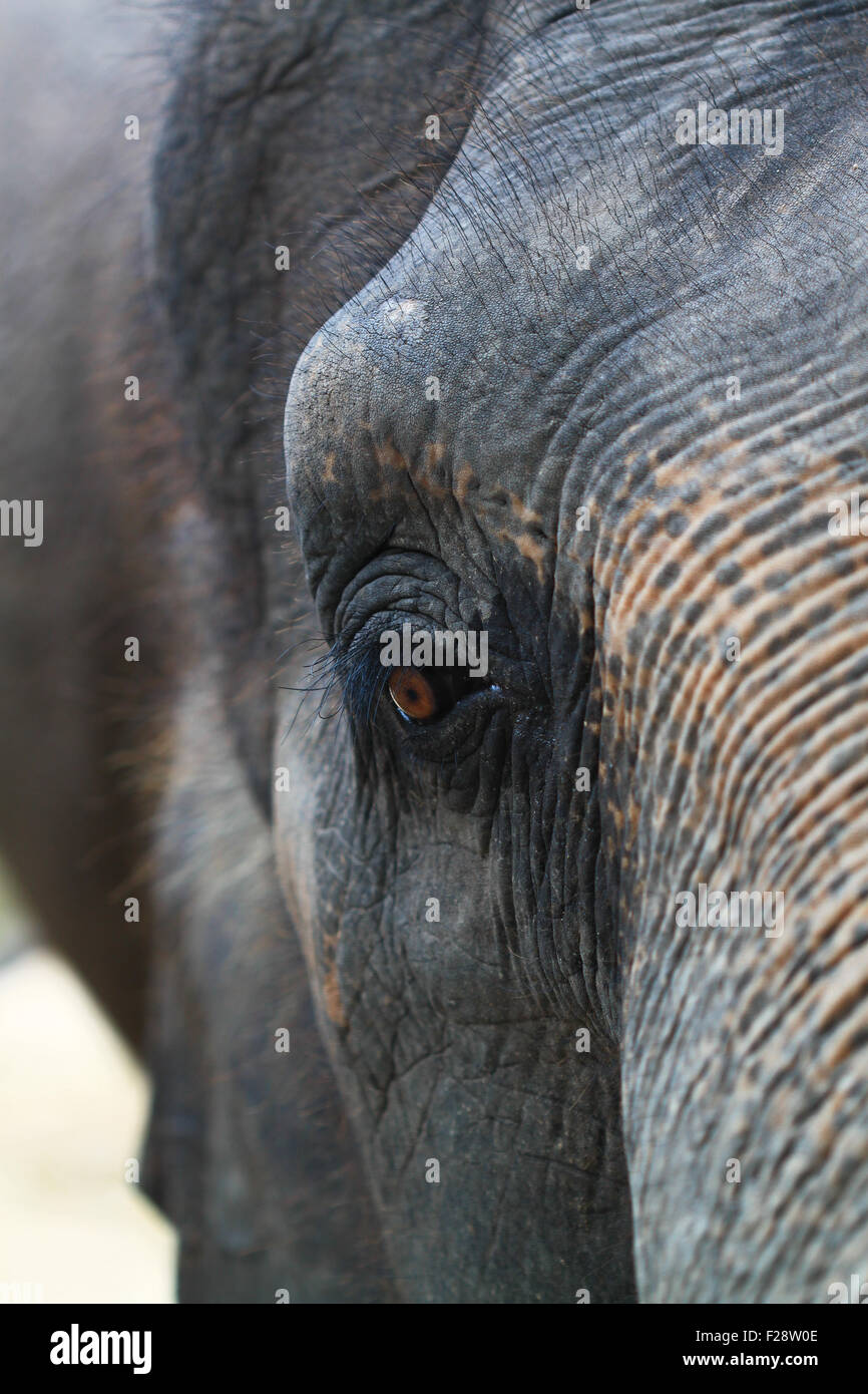 Elephant face take by 100 marco len, no crop. Focus at eye and half ...