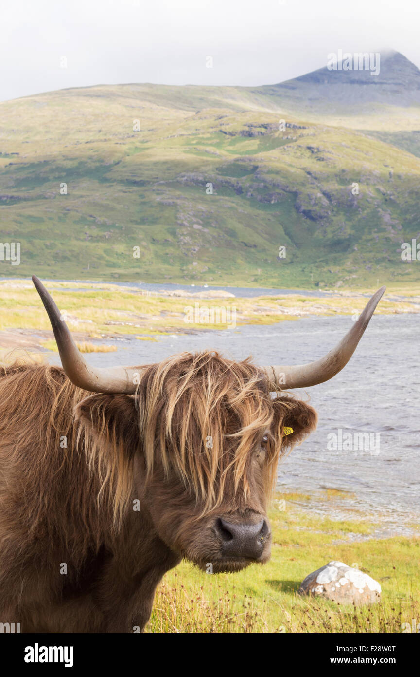 Highland cow loch-side with mountains in the background Stock Photo - Alamy