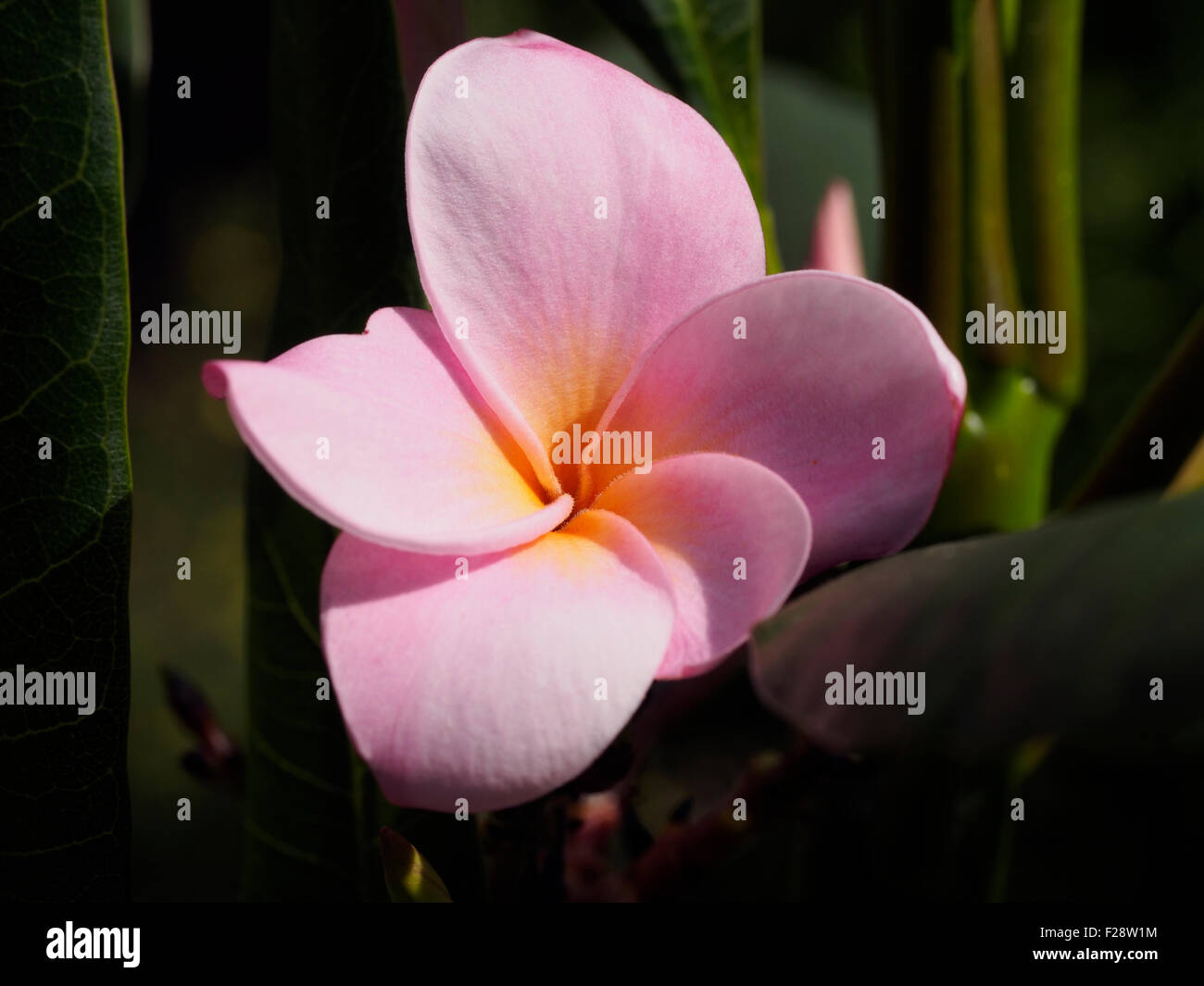 Aloha flower hi-res stock photography and images - Alamy