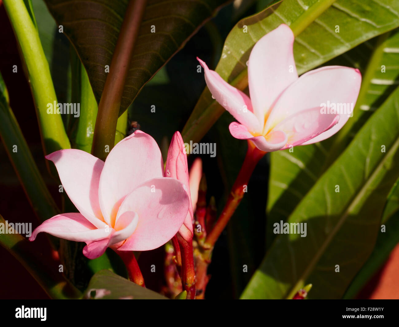 Pink plumeria inflorescence variety Aloha Stock Photo - Alamy