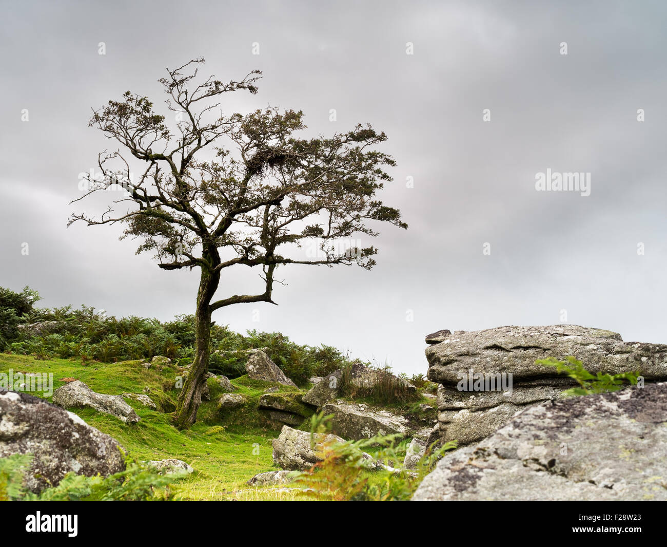 Tree on moorland, UK, grey day Stock Photo - Alamy