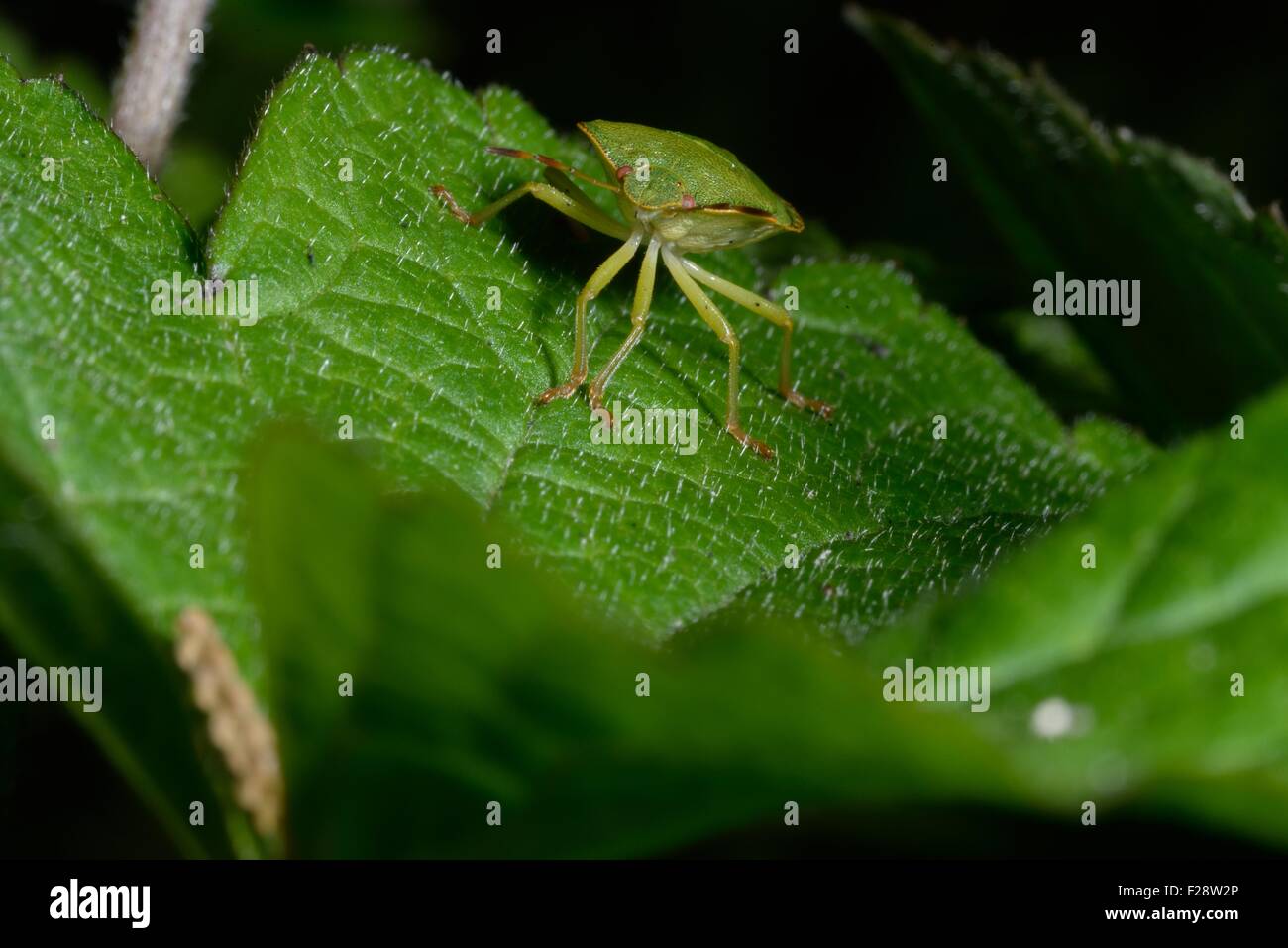 Bug in the garden Stock Photo - Alamy
