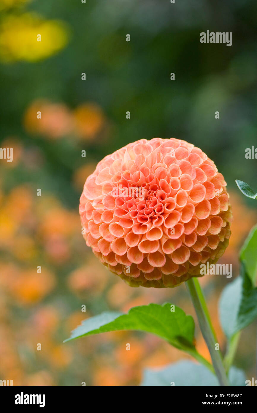 Dahlia 'Bantling' growing in an herbaceous border Stock Photo - Alamy