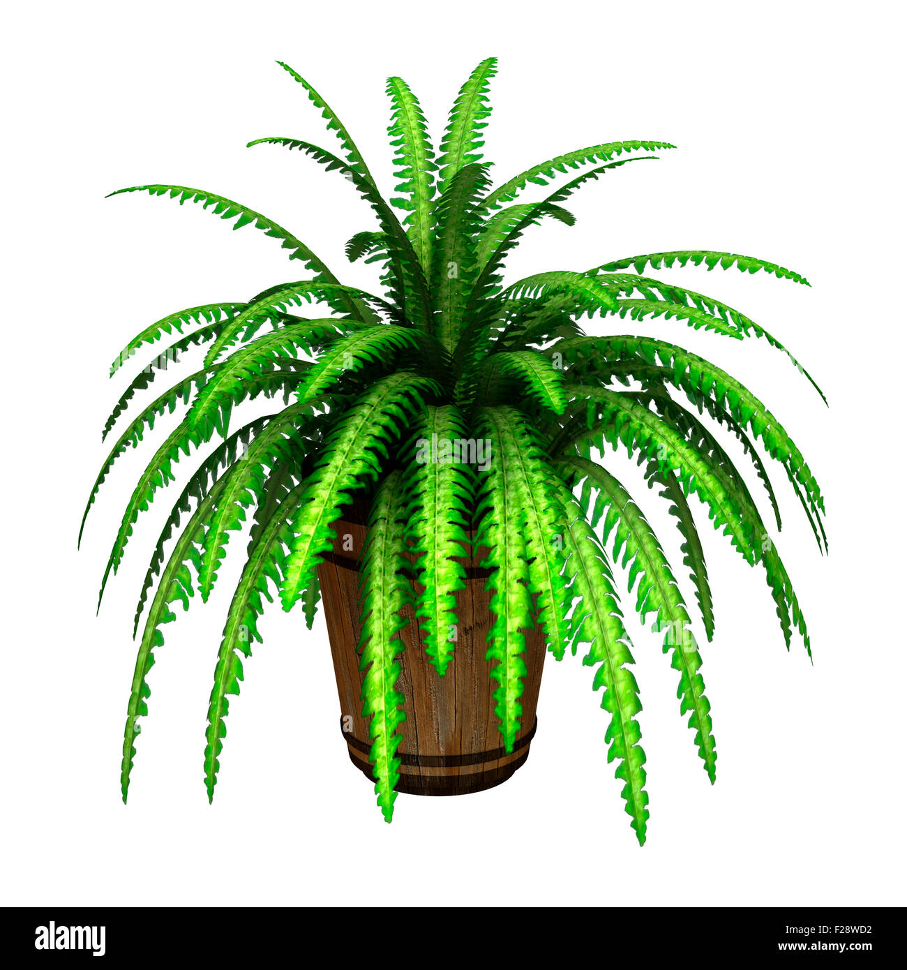 3D digital render of a green boston fern in a flower pot isolated on ...