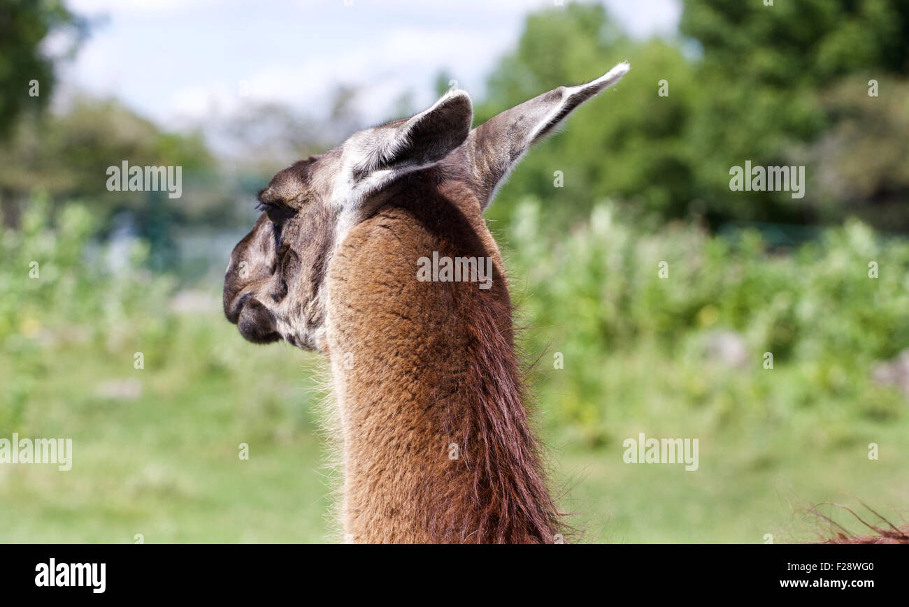 The background with the beautiful llama looking somewhere Stock Photo ...