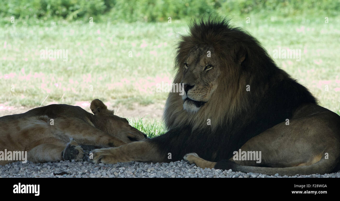 The strong confident lion's close-up Stock Photo - Alamy