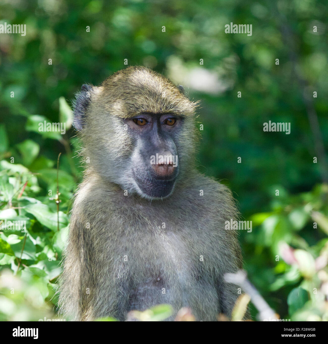 The thoughtful baboon monkey Stock Photo - Alamy