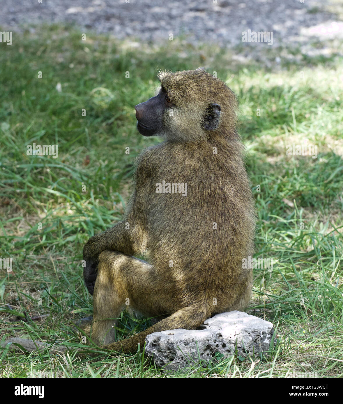 Young savannah baboon hi-res stock photography and images - Alamy