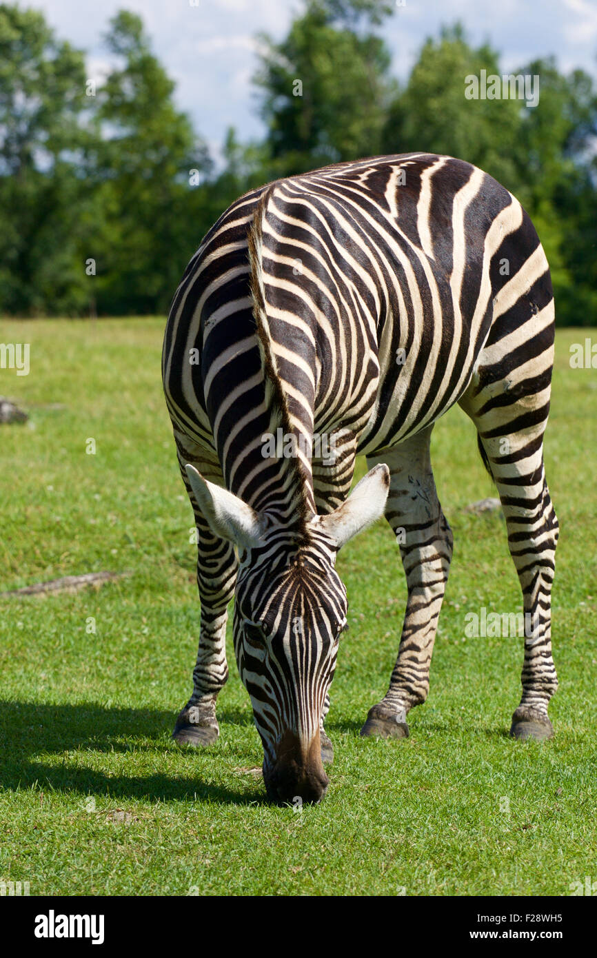 Beautiful zebra's background Stock Photo - Alamy