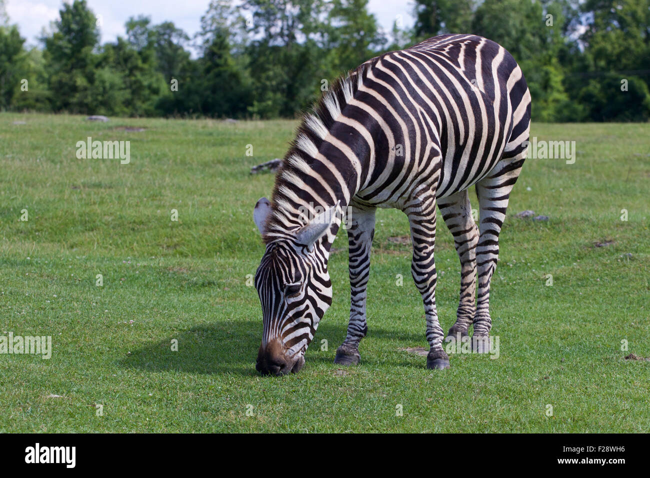 Beautiful zebra on the field Stock Photo - Alamy
