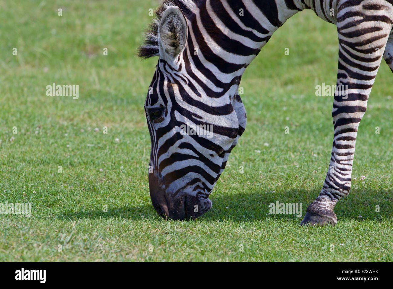 The zebra is eating the grass Stock Photo - Alamy