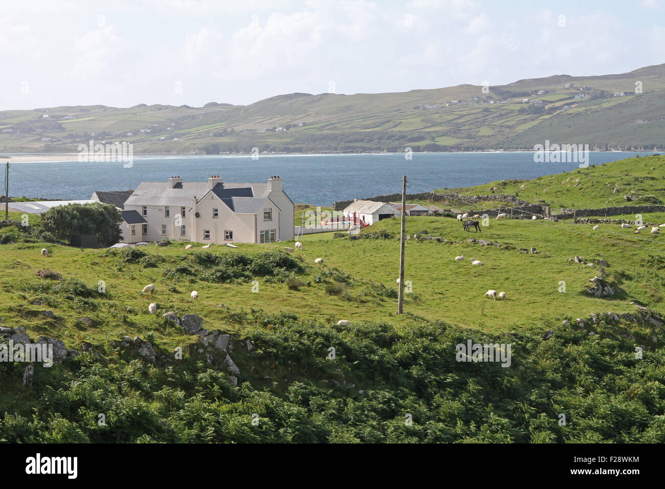 County Donegal Ireland Sheep Near High Resolution Stock Photography and ...