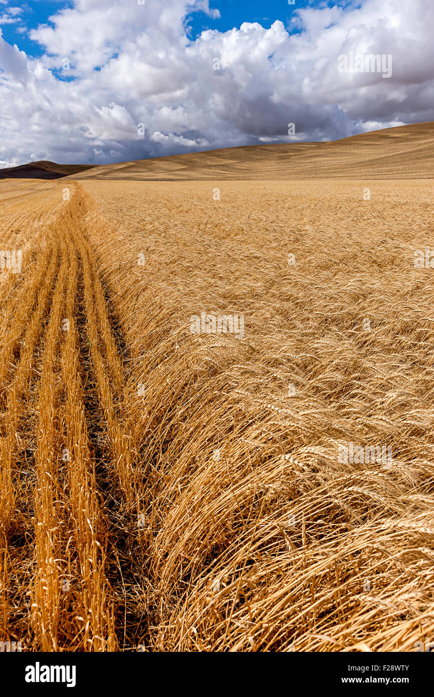Rows of wheat in the Palouse Stock Photo - Alamy