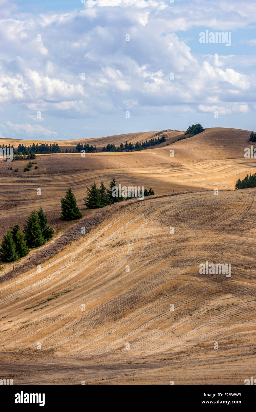 Rolling hills and trees Stock Photo - Alamy