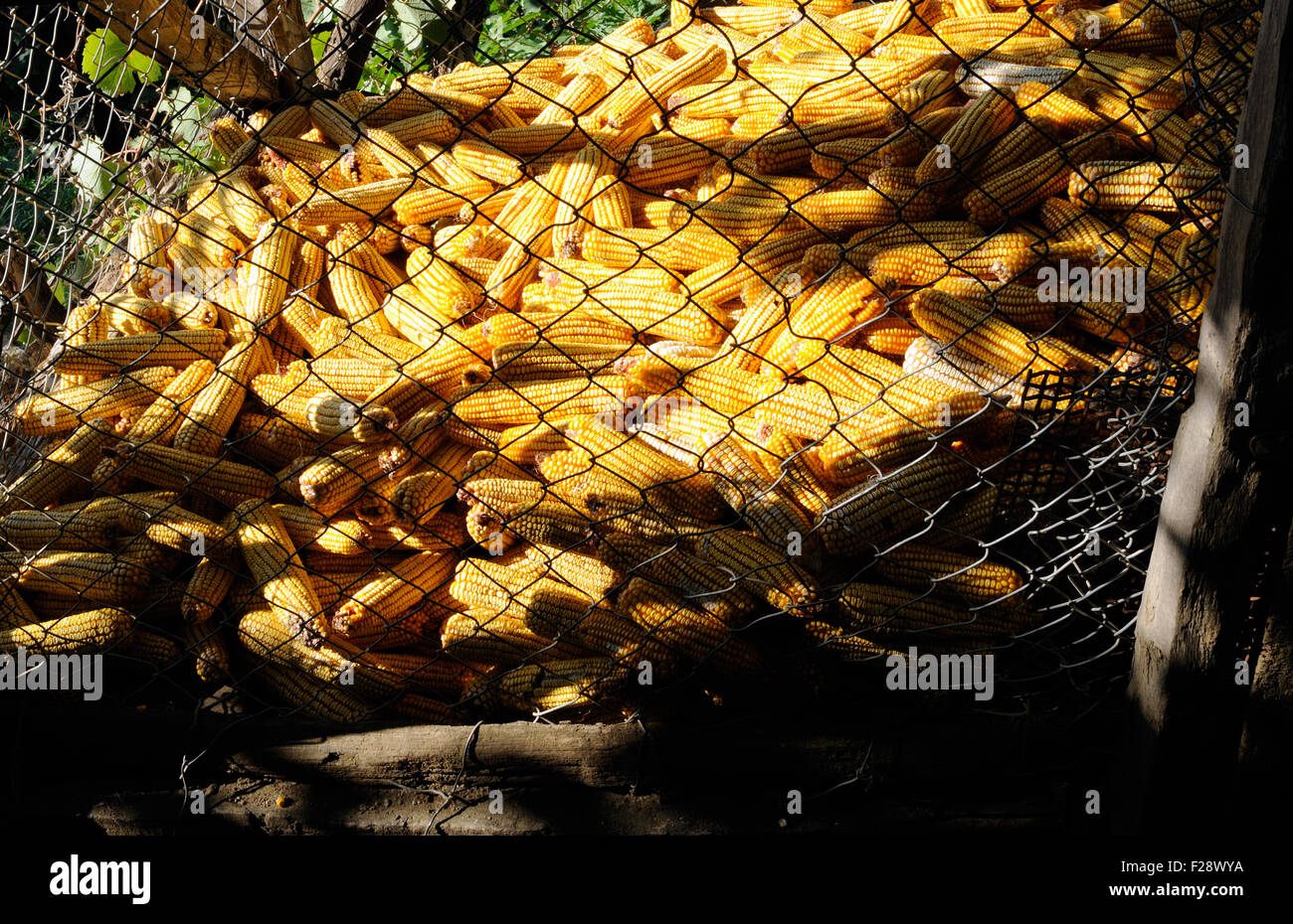 Maize store hi-res stock photography and images - Alamy