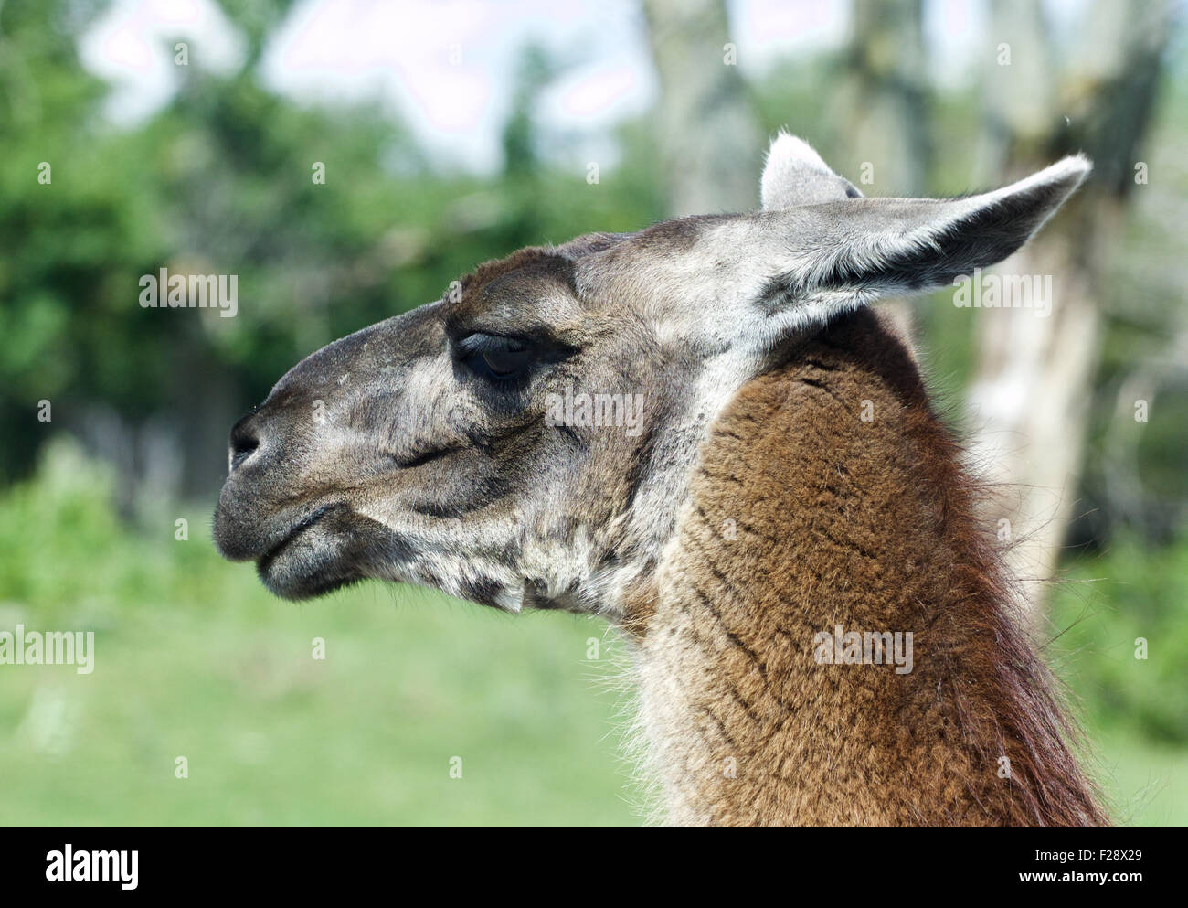 The portrait of the beautiful thoughtful llama Stock Photo - Alamy