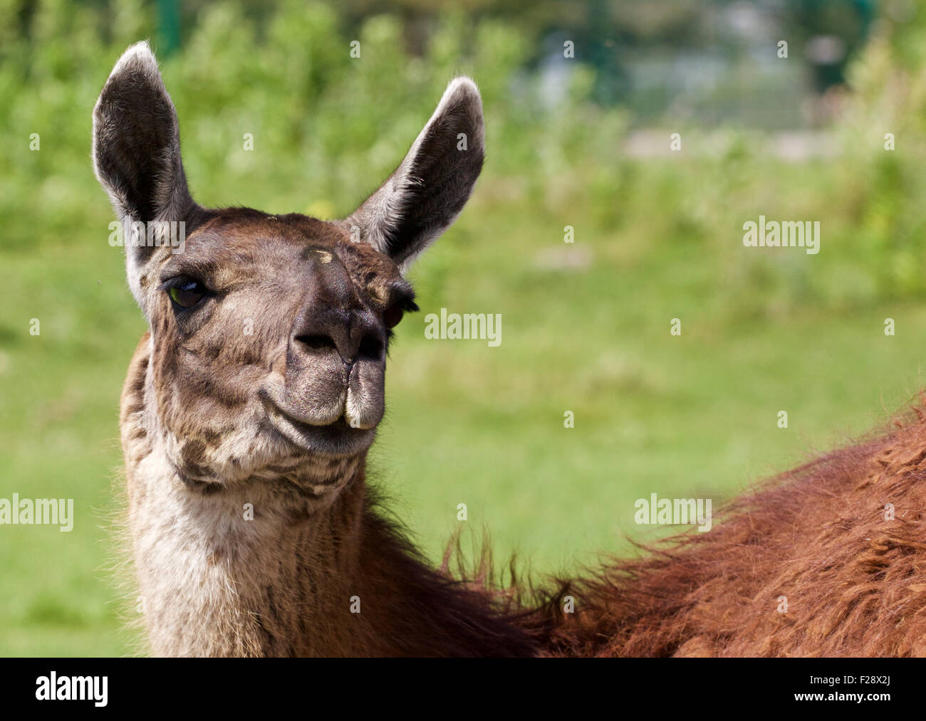 The background with the funny beautiful llama Stock Photo - Alamy