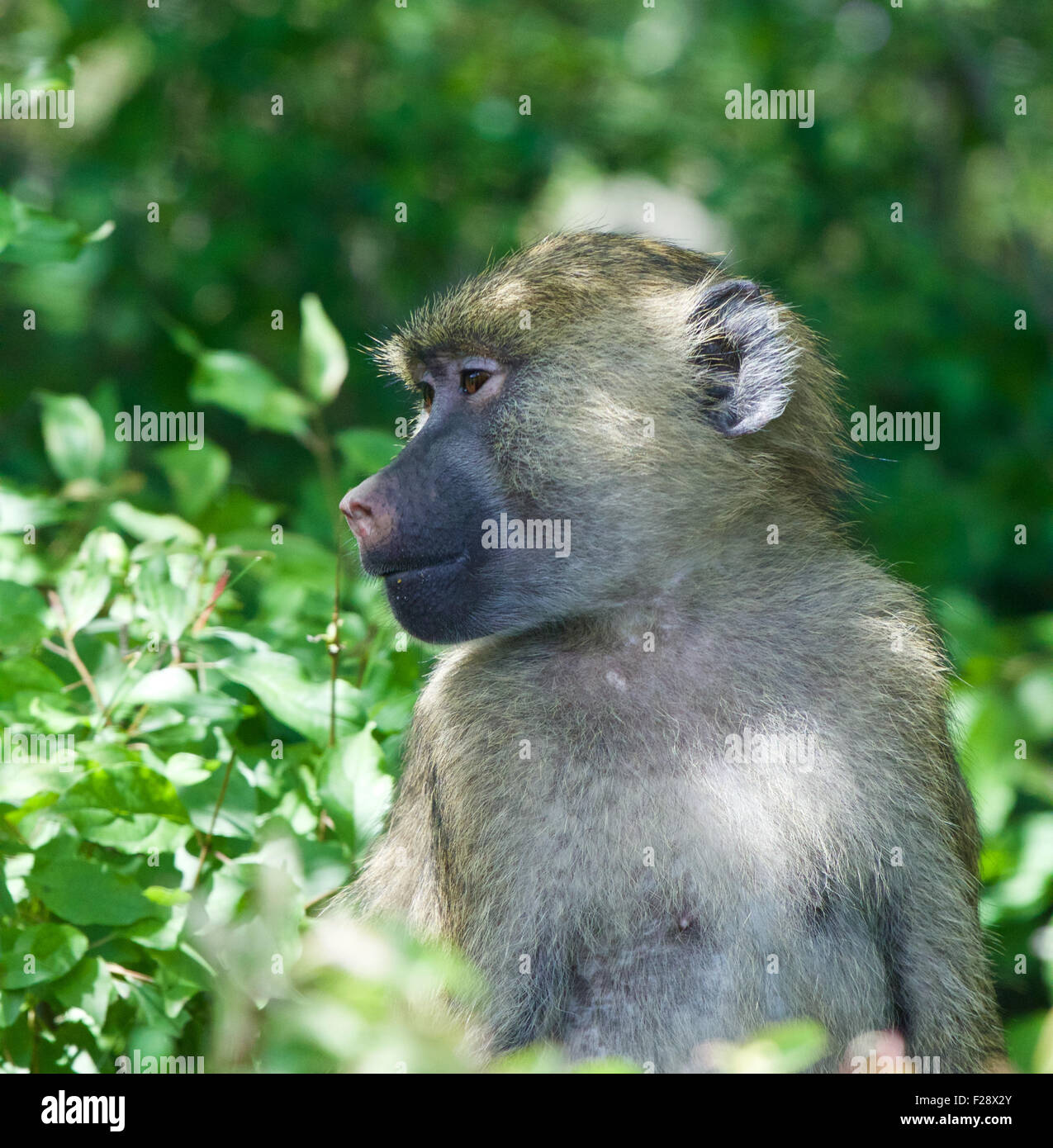 Funny baboon hi-res stock photography and images - Alamy