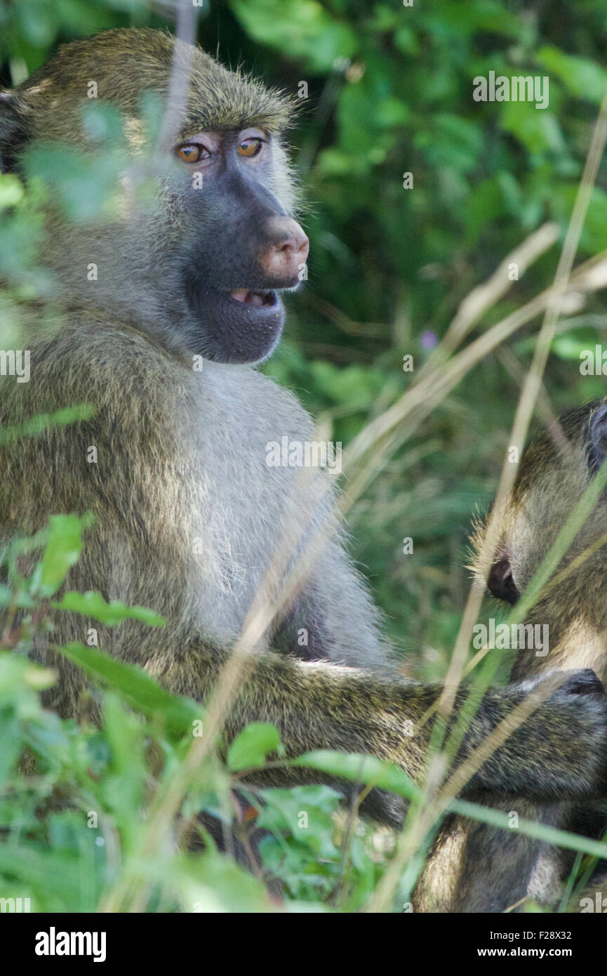 The amazement of a funny baboon Stock Photo - Alamy