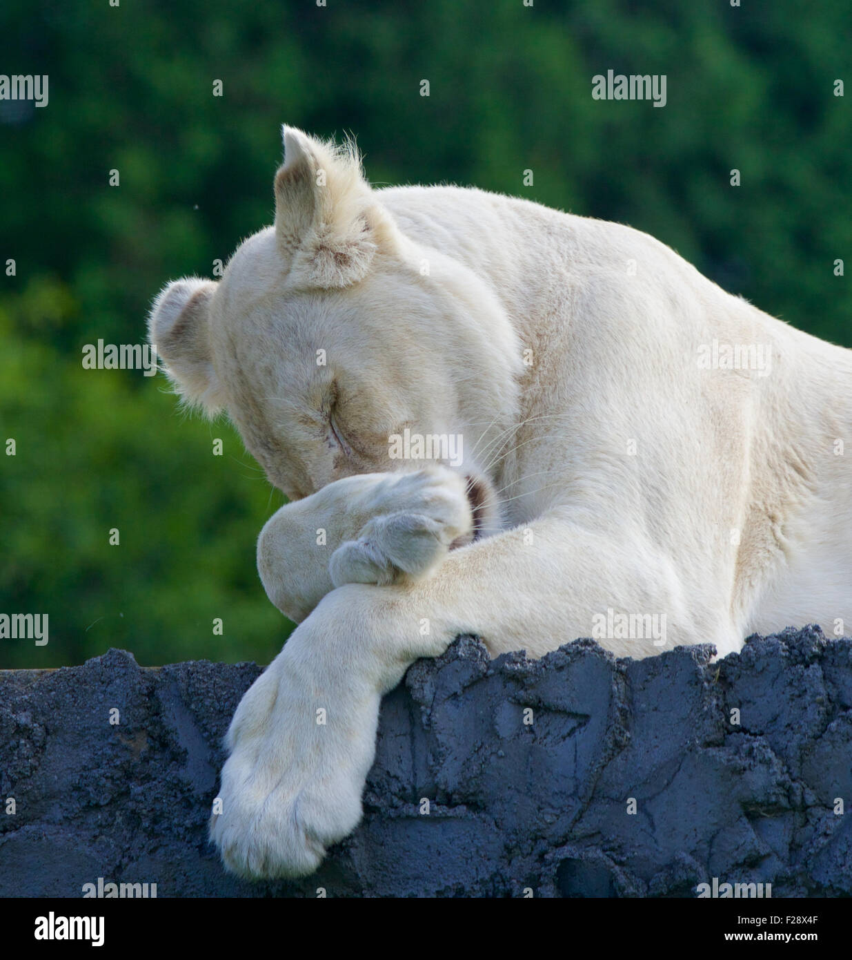 Funny White Lion