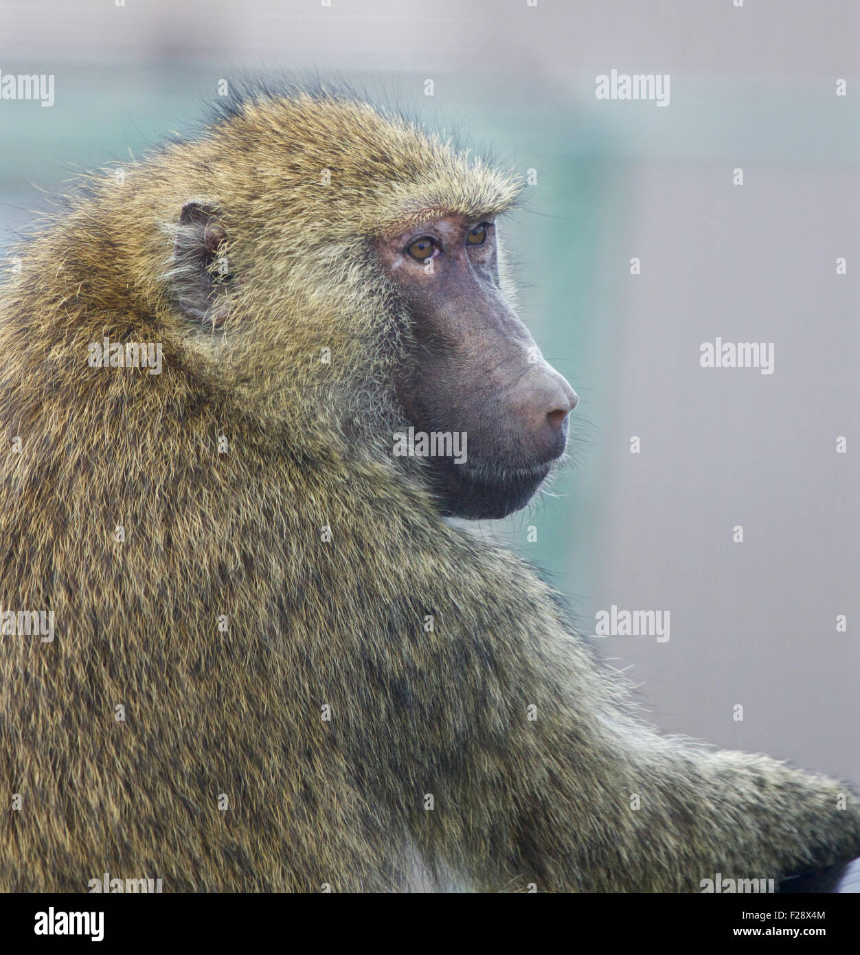 Funny thoughtful baboon close-up Stock Photo - Alamy