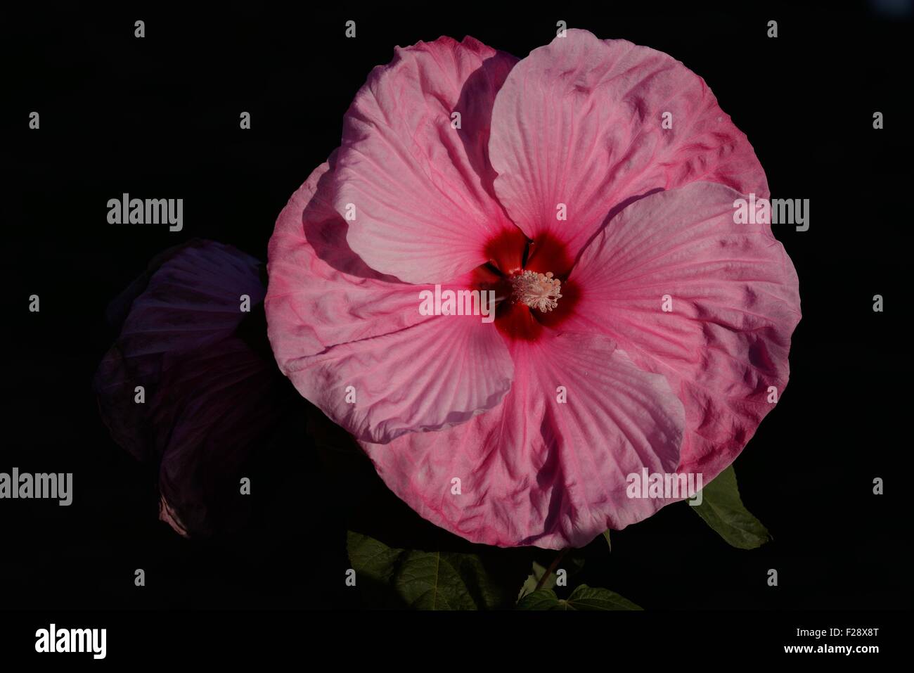 Giant hibiscus hibiscus moscheutos hi-res stock photography and images ...