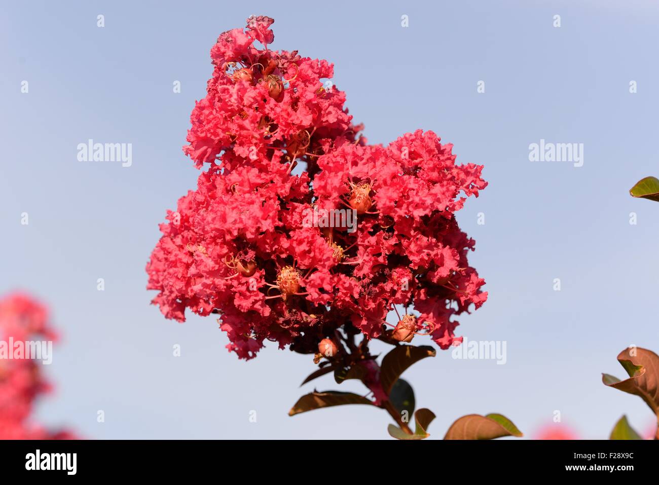 Banaba lagerstroemia speciosa hi-res stock photography and images - Alamy