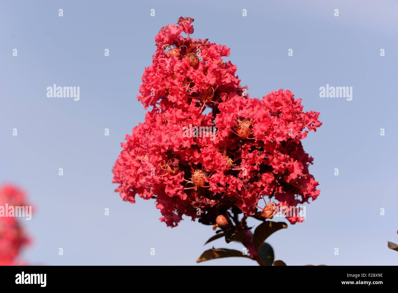 Lagerstroemia lagerstroemia speciosa lythraceae tree hi-res stock ...