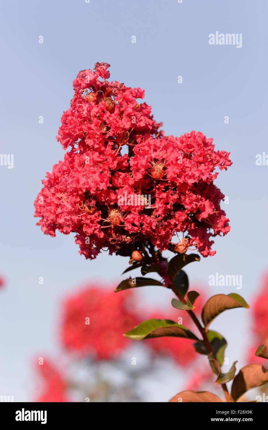 Banaba lagerstroemia speciosa hi-res stock photography and images - Alamy