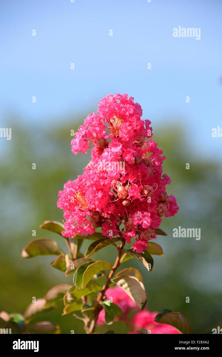 Banaba Lagerstroemia Speciosa High Resolution Stock Photography and ...