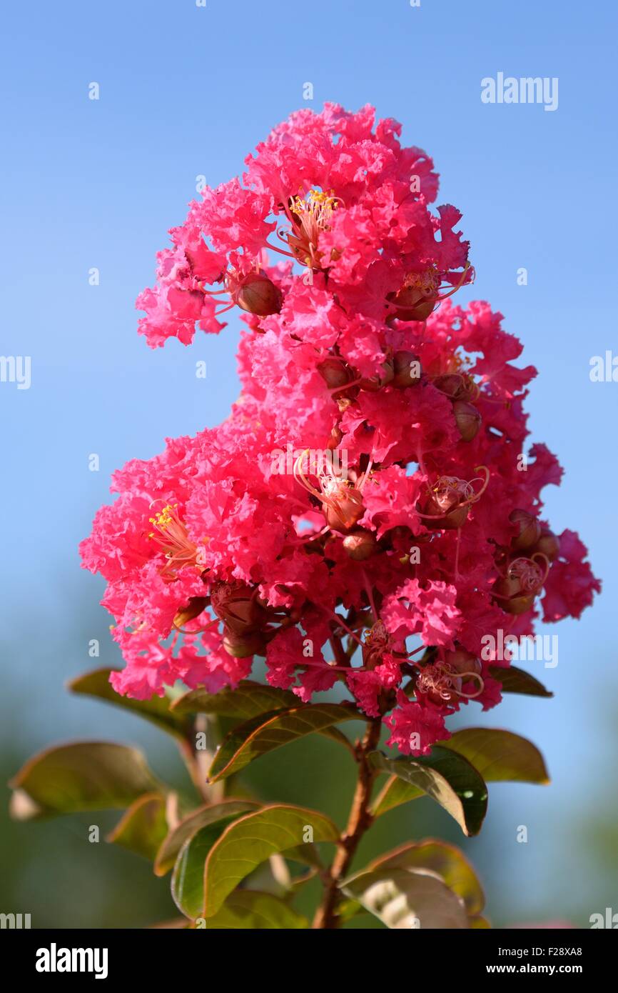 Banaba lagerstroemia speciosa hi-res stock photography and images - Alamy