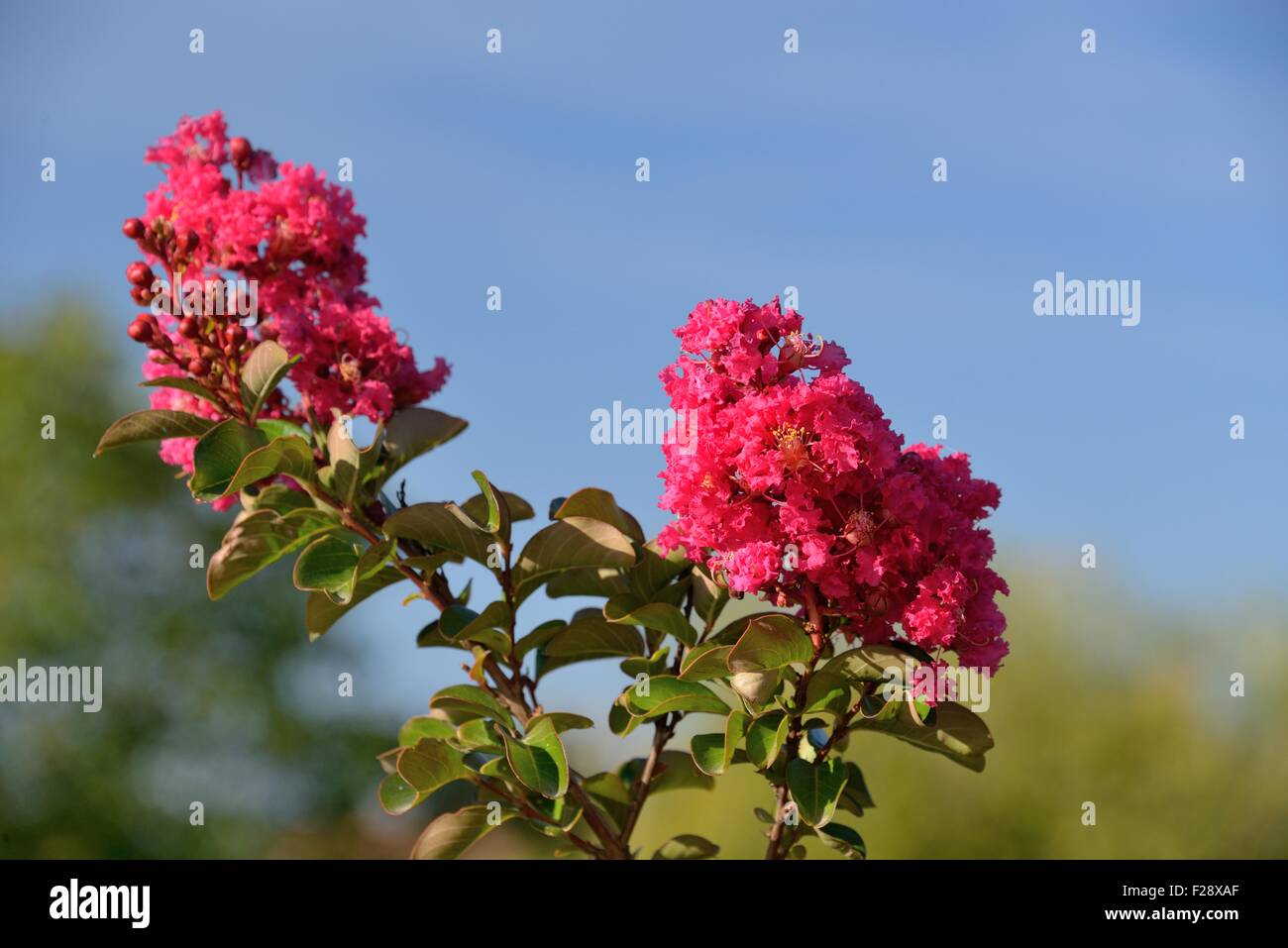 Banaba lagerstroemia speciosa hi-res stock photography and images - Alamy