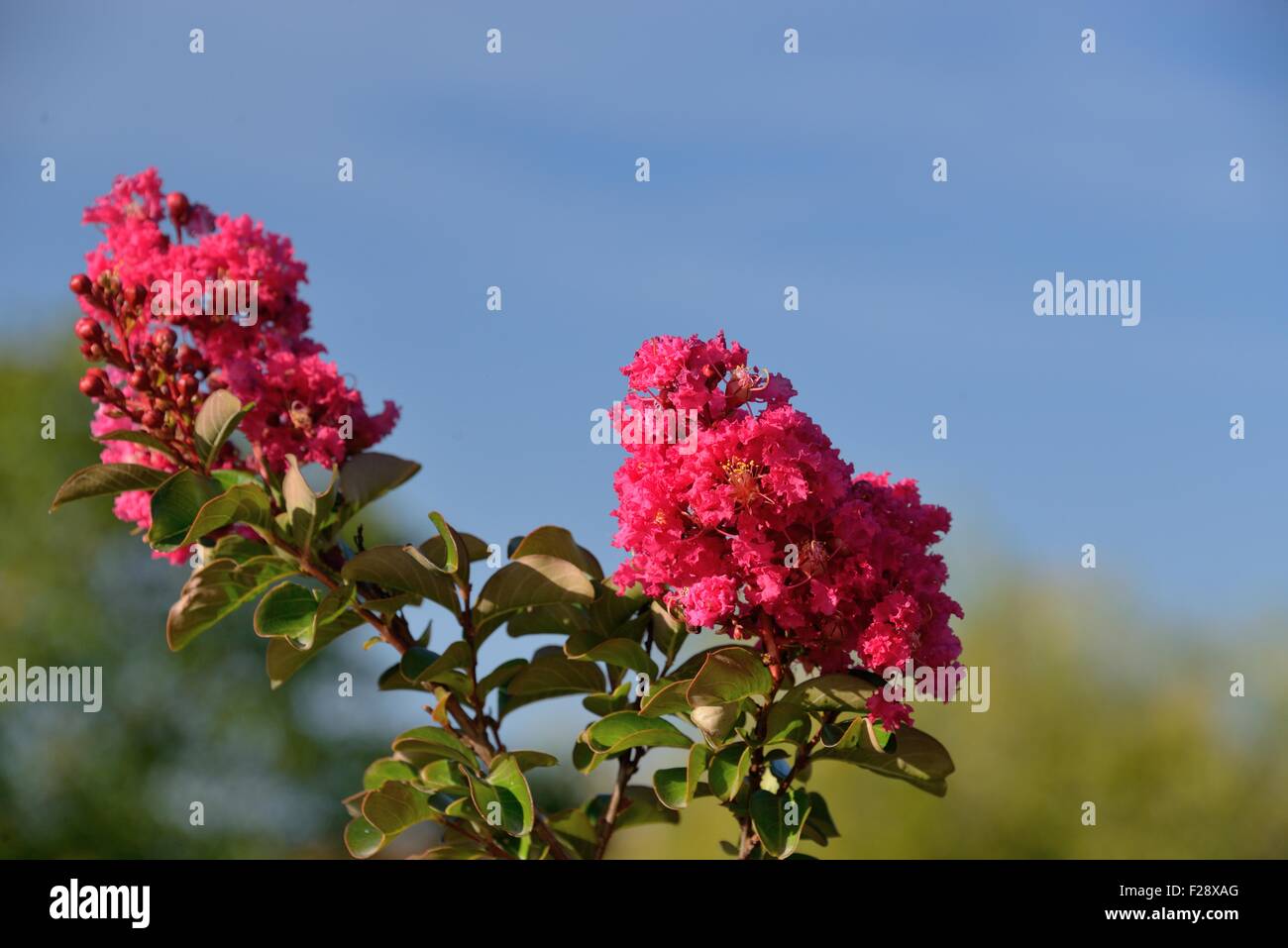 Banaba lagerstroemia speciosa hi-res stock photography and images - Alamy