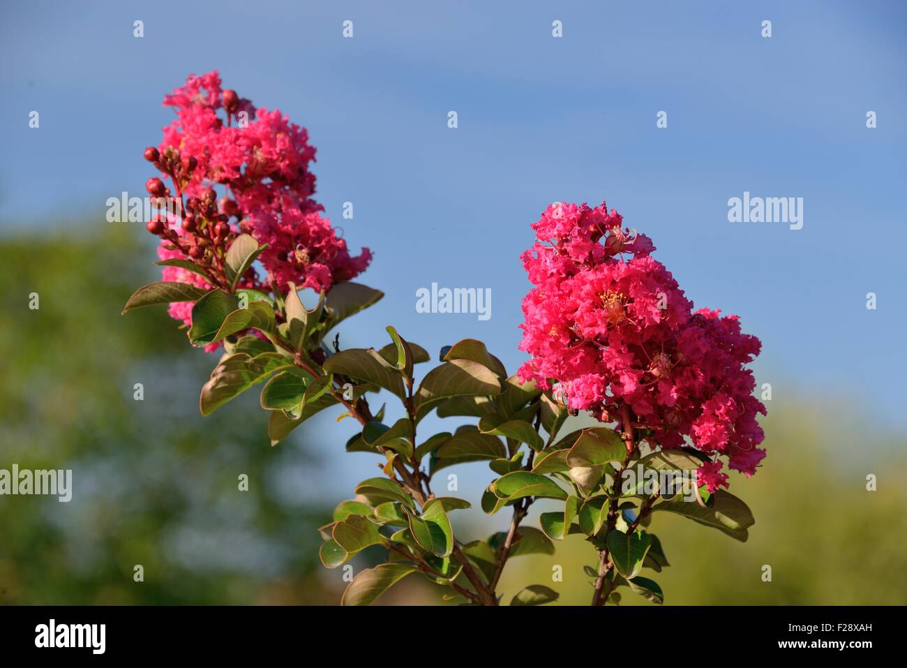 Banaba lagerstroemia speciosa hi-res stock photography and images - Alamy