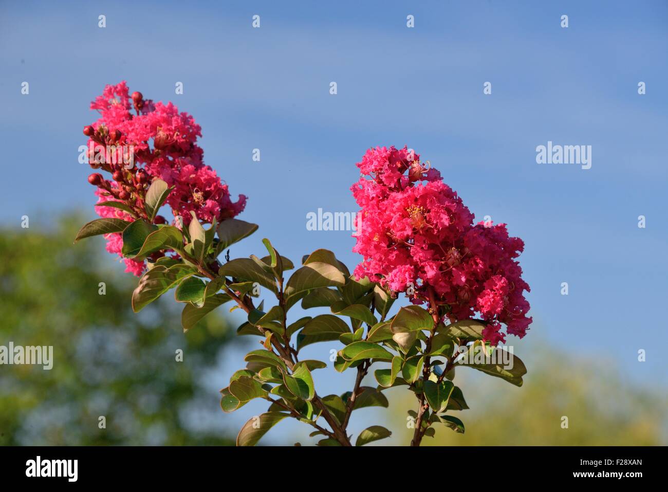 Banaba lagerstroemia speciosa hi-res stock photography and images - Alamy