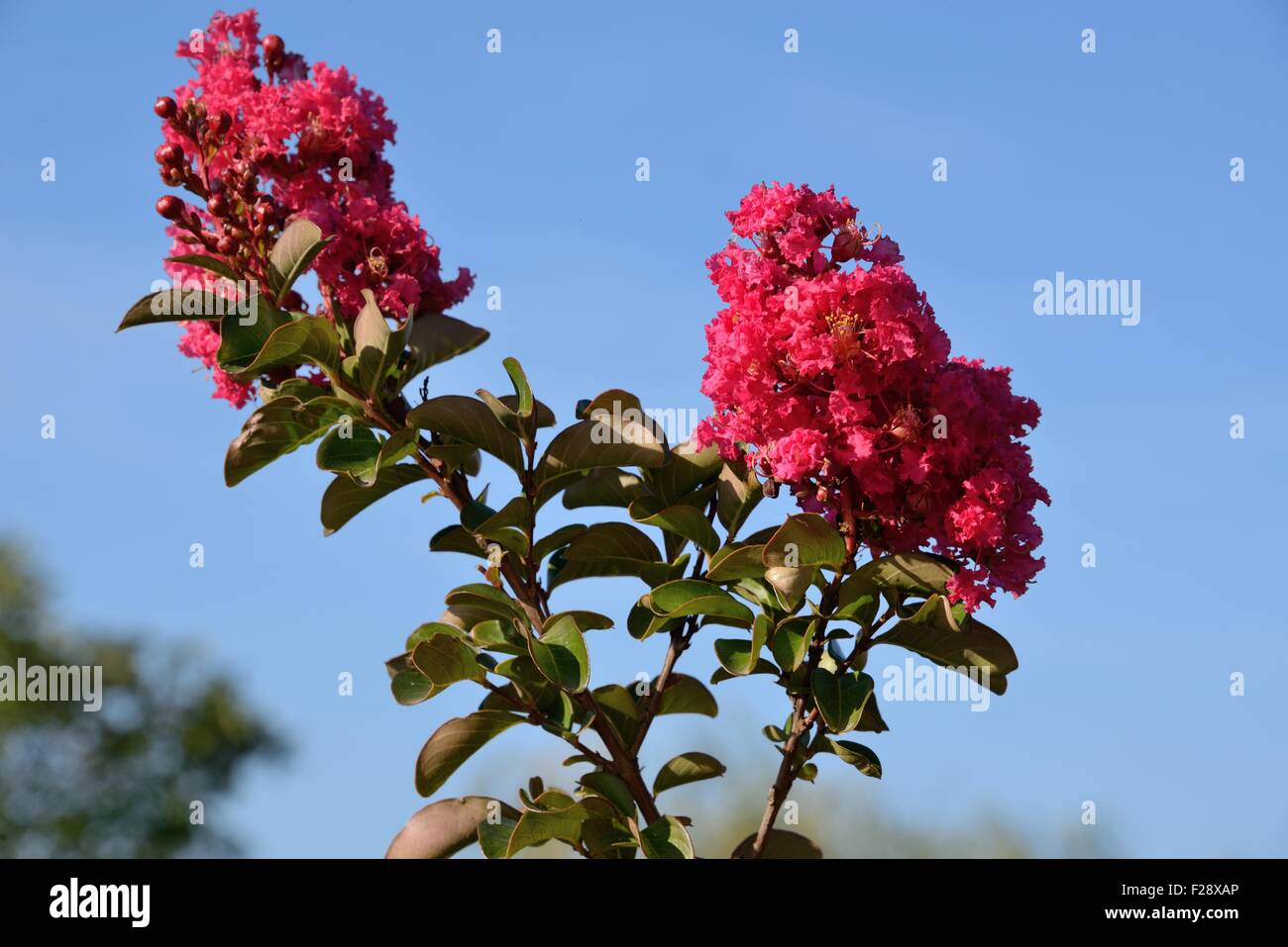 Lagerstroemia lagerstroemia speciosa lythraceae tree hi-res stock ...