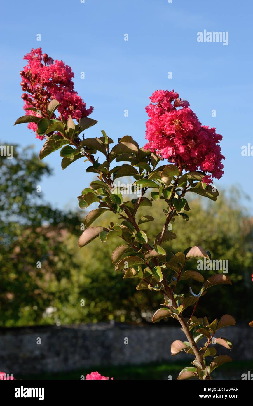 Banaba lagerstroemia speciosa hi-res stock photography and images - Alamy